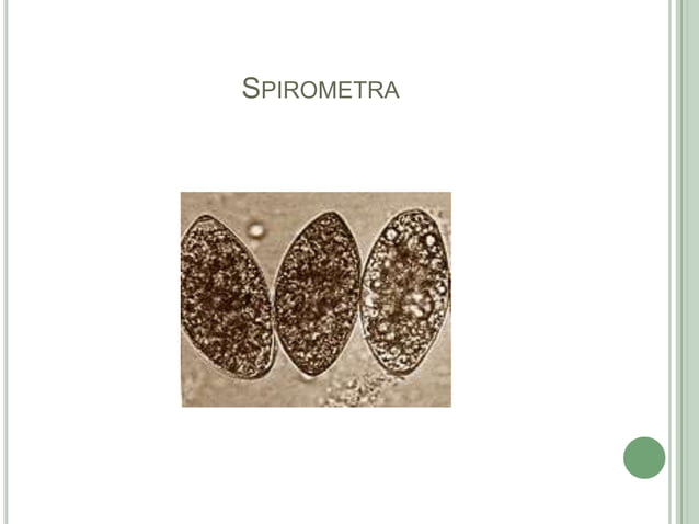 Small Animal Parasites | PPTX
