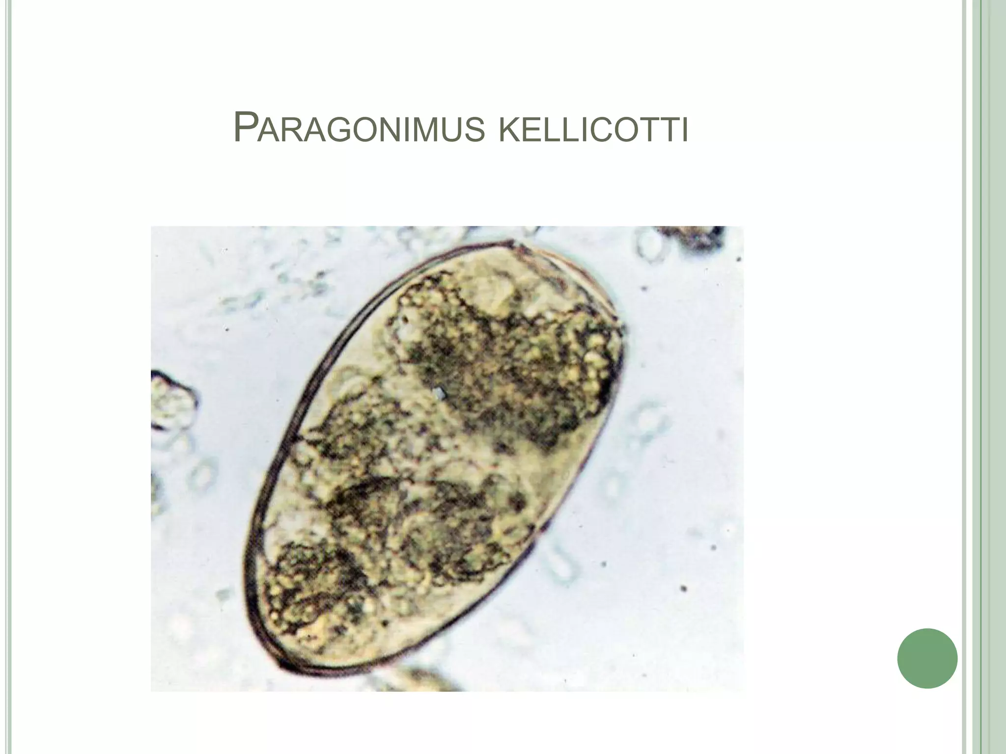 Small Animal Parasites | PPTX