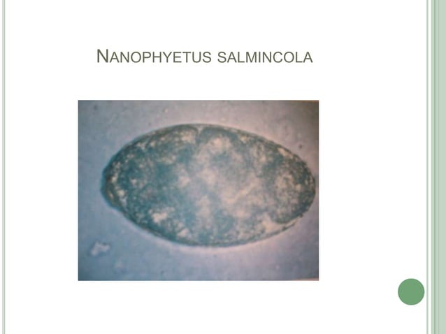 Small Animal Parasites | PPTX