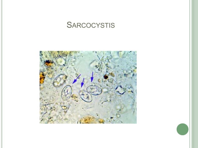 Small Animal Parasites | PPTX