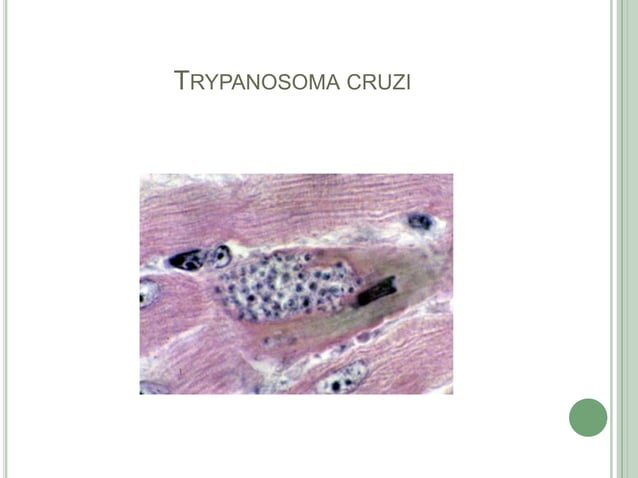 Small Animal Parasites | PPTX