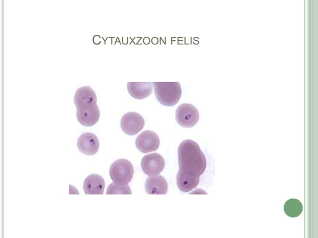 Small Animal Parasites | PPTX