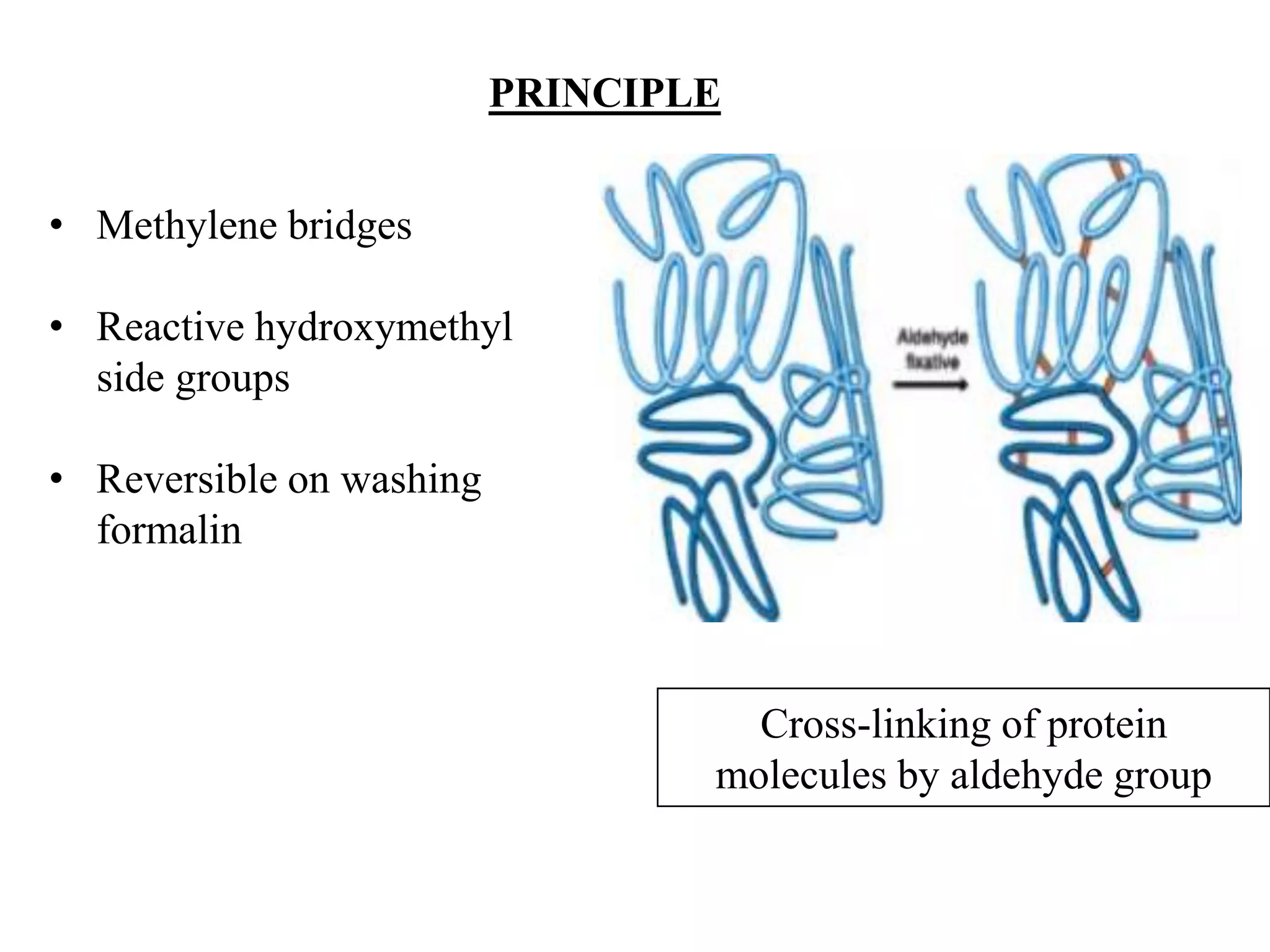 Small biopsy fixatives and their applications | PPTX