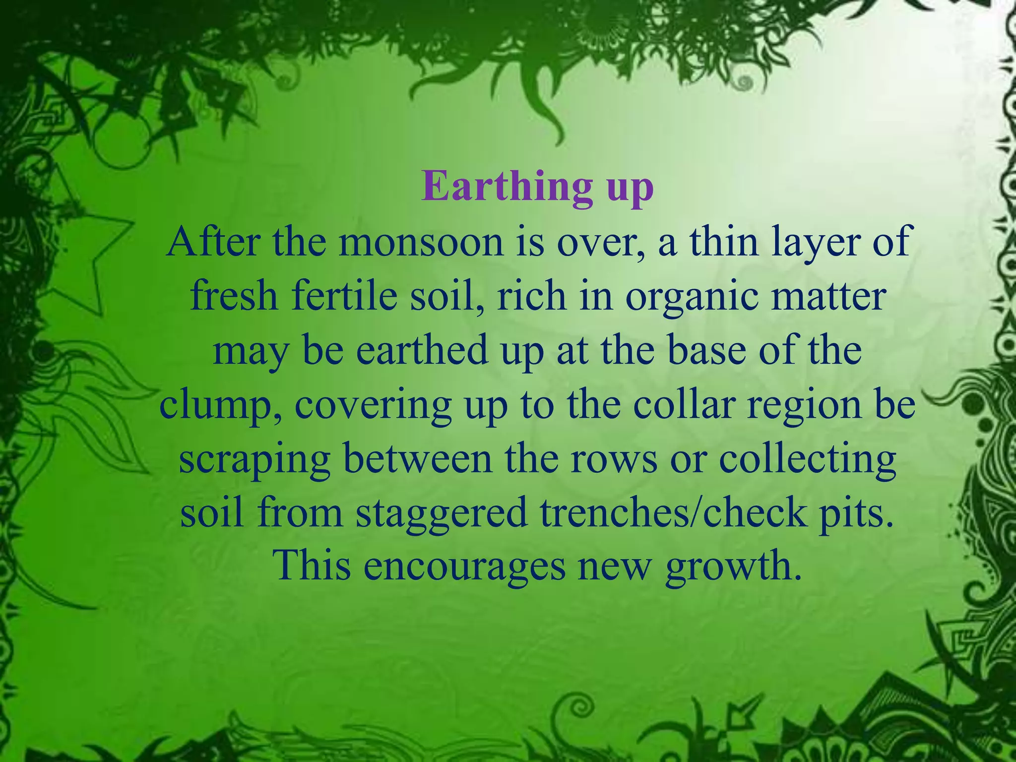 Small cardamom | PPTX