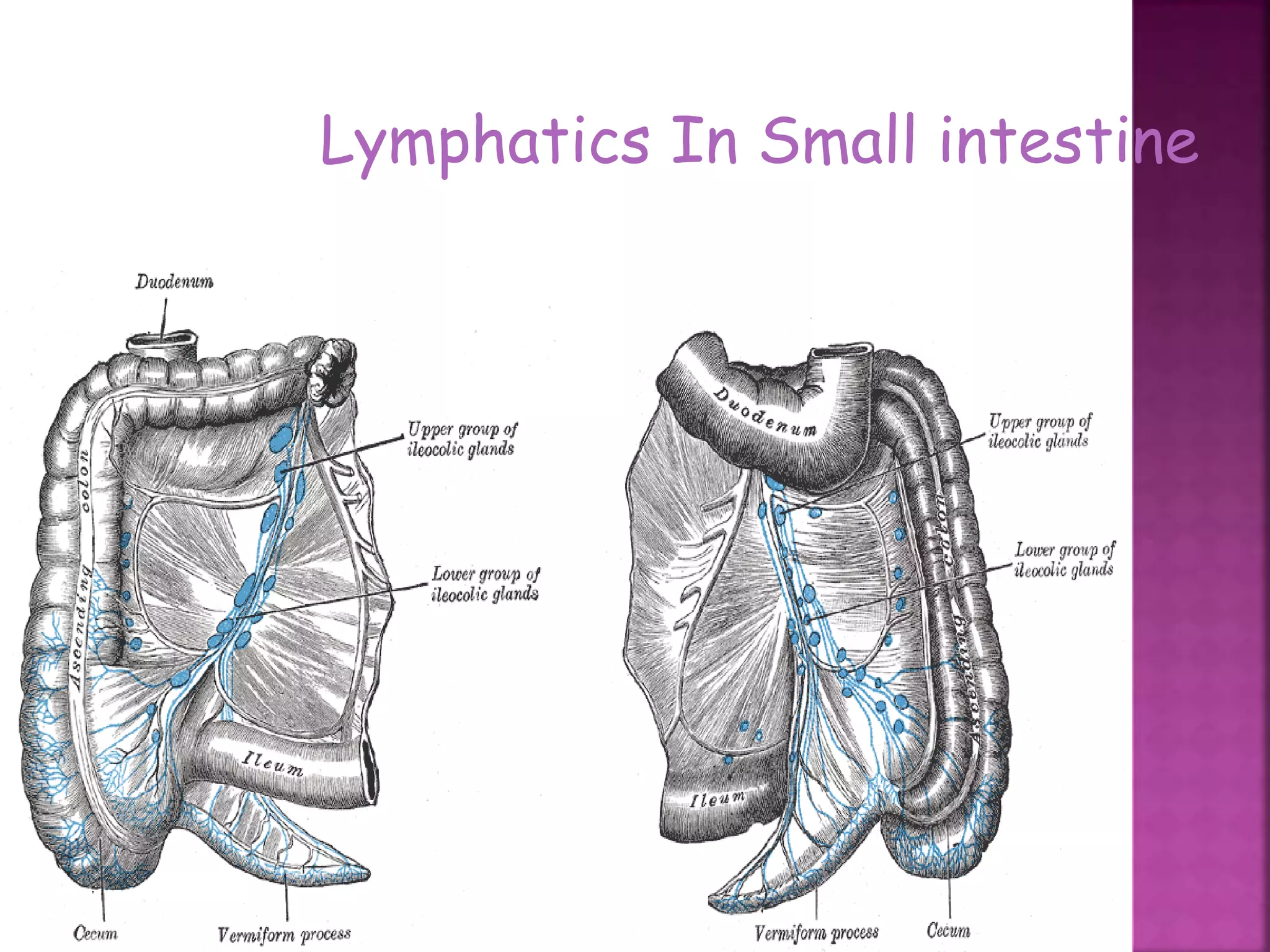 Small intestina | PPTX