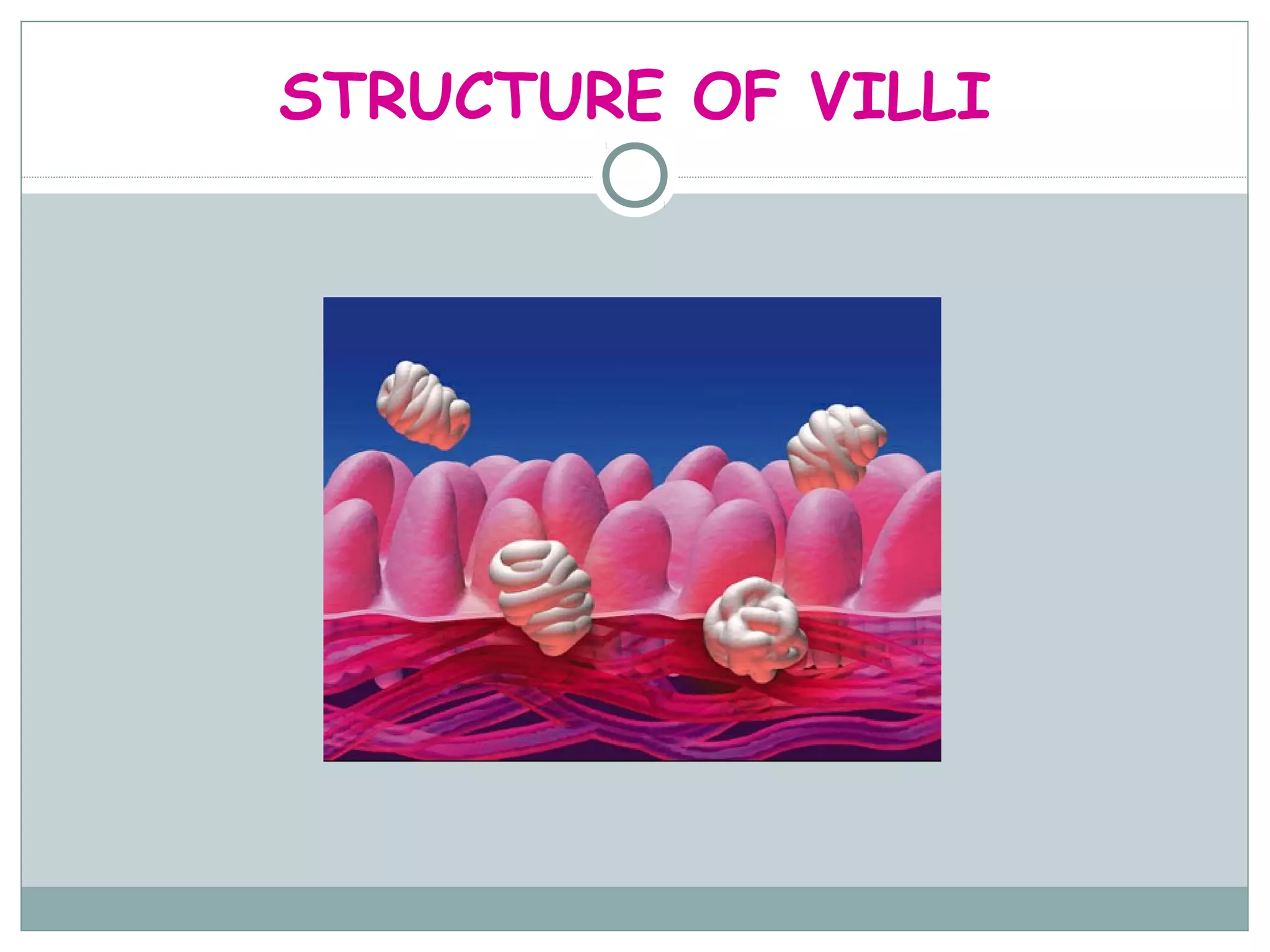 Small intestine physiology | PPT