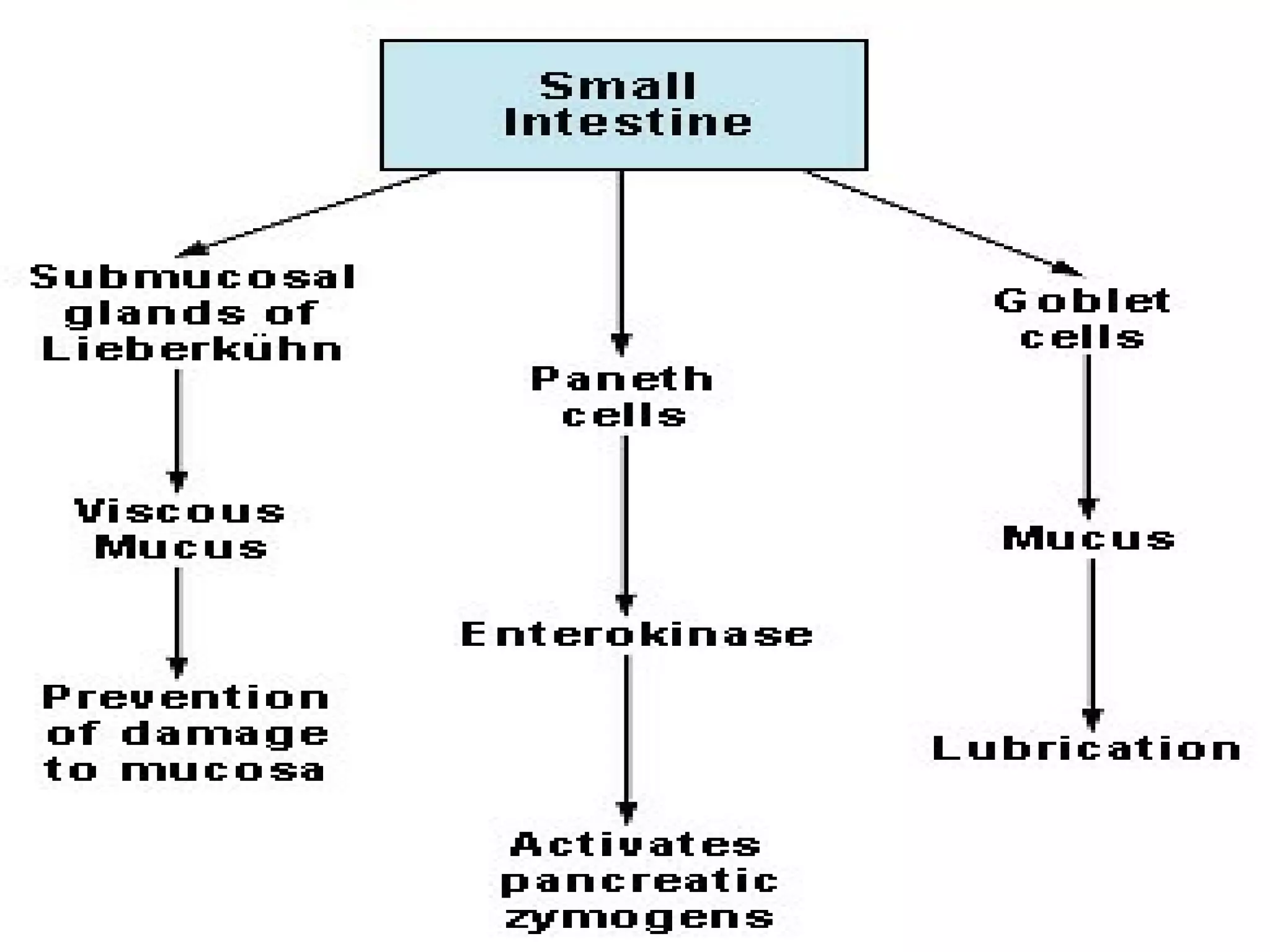 Small intestine physiology | PPT