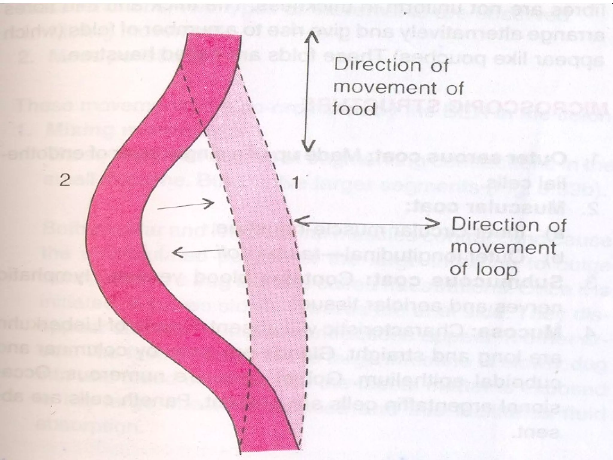 Small intestine physiology | PPT
