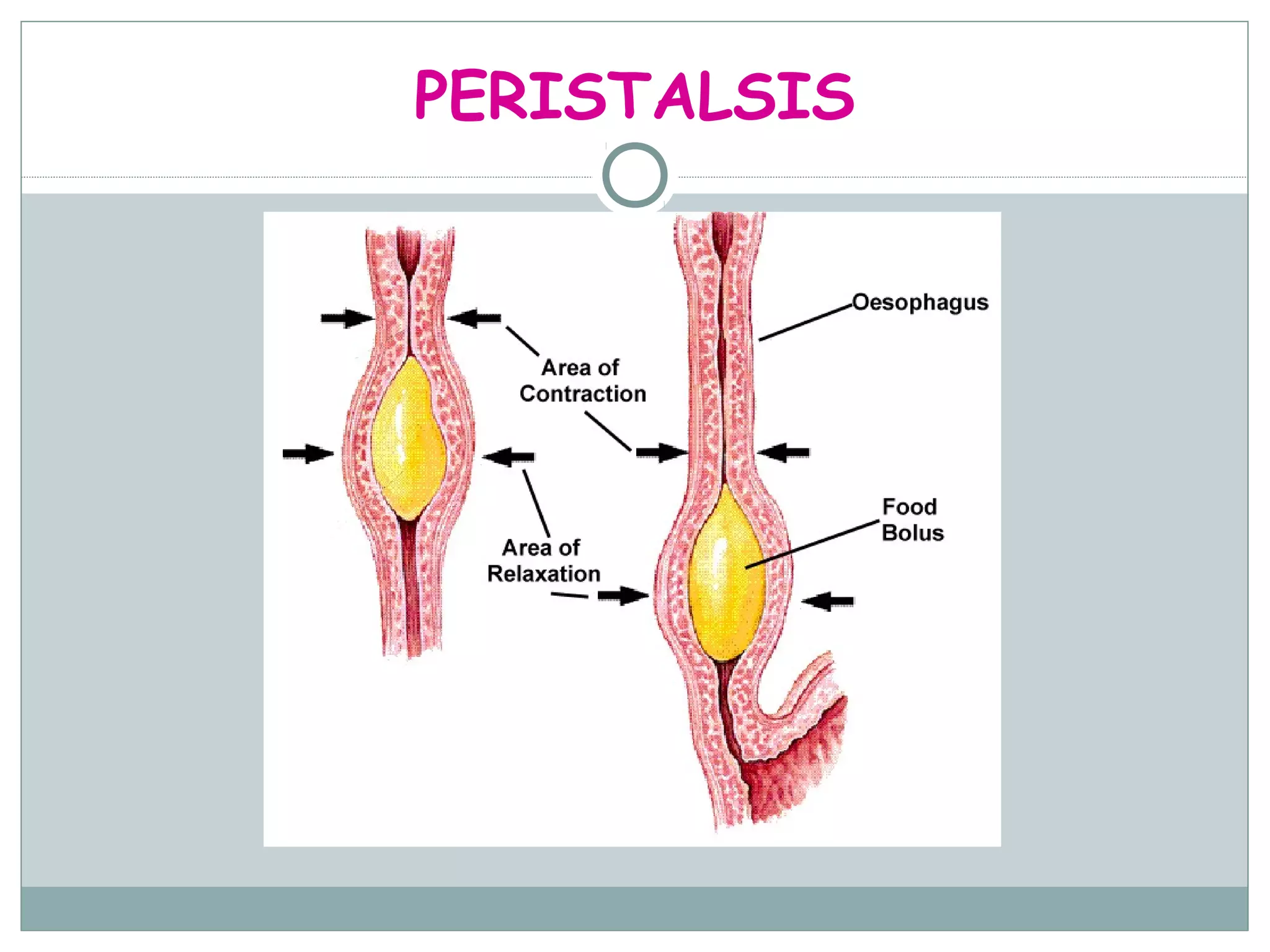 Small intestine physiology | PPT