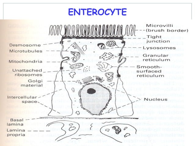 Small intestine physiology | PPT | Digestive Disorders | Diseases and ...