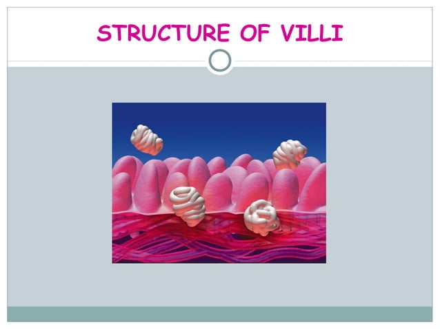 Small intestine physiology | PPT