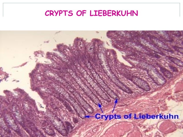 Small intestine physiology | PPT