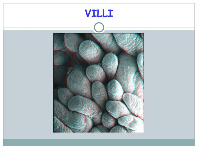 Small intestine physiology | PPT