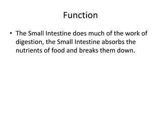 Small intestine | PPTX