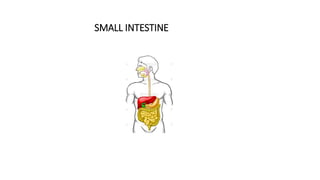Small intestine | PPT