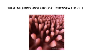 Small intestine | PPT