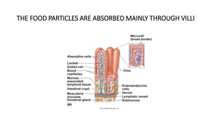 Small intestine | PPT