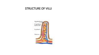 Small intestine | PPT