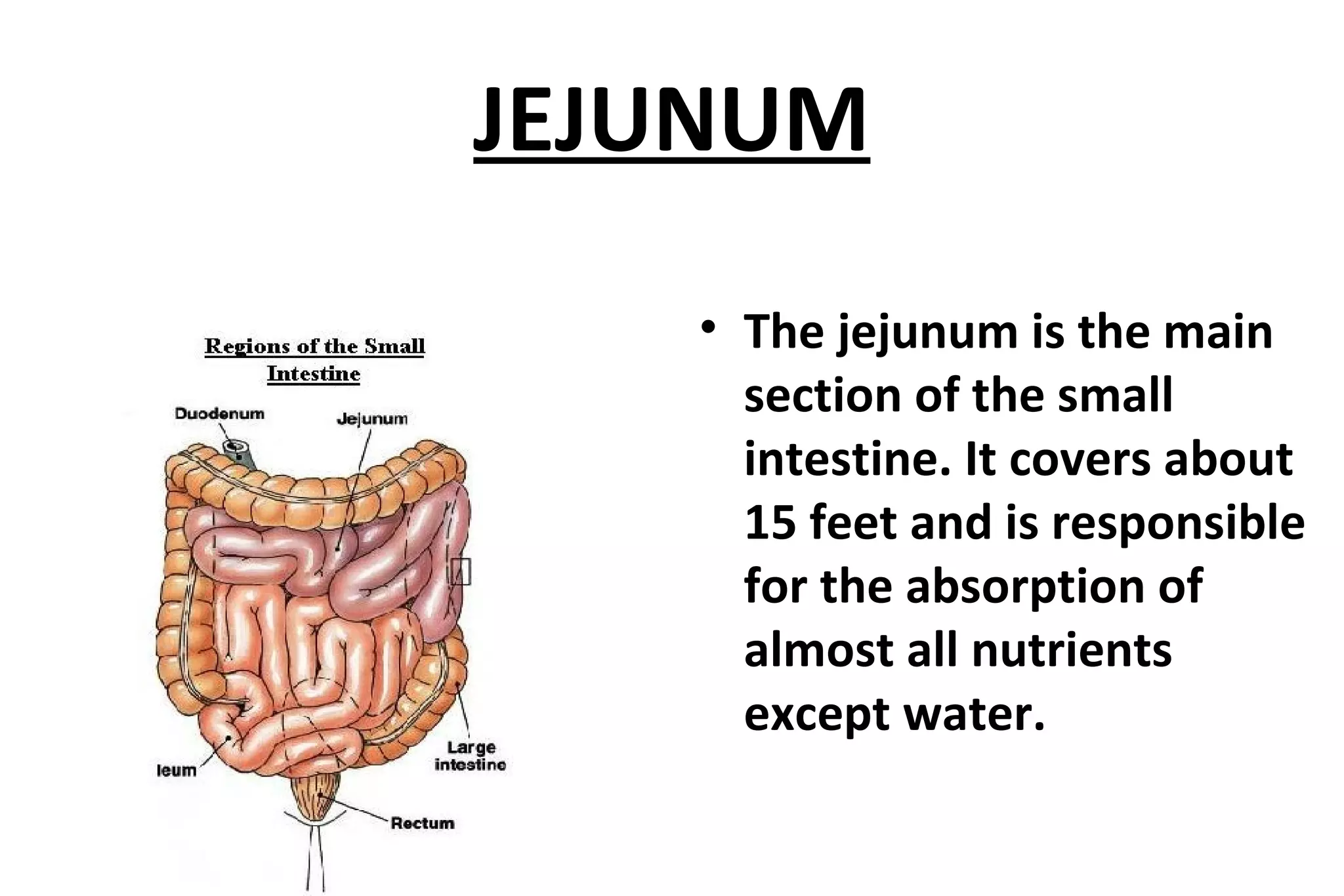 Small intestine | PPT