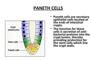 Small intestine | PPT