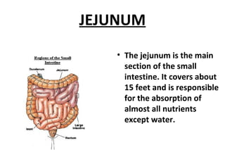 Small intestine | PPT
