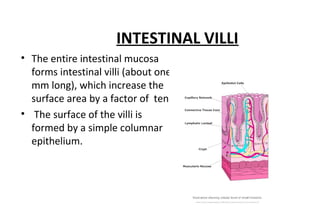Small intestine | PPT