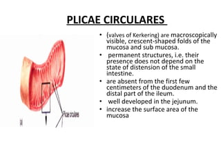 Small intestine | PPT