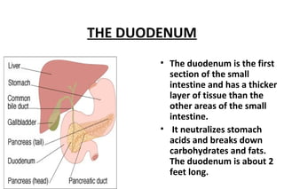 Small intestine | PPT