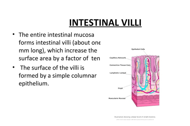 Small intestine | PPT