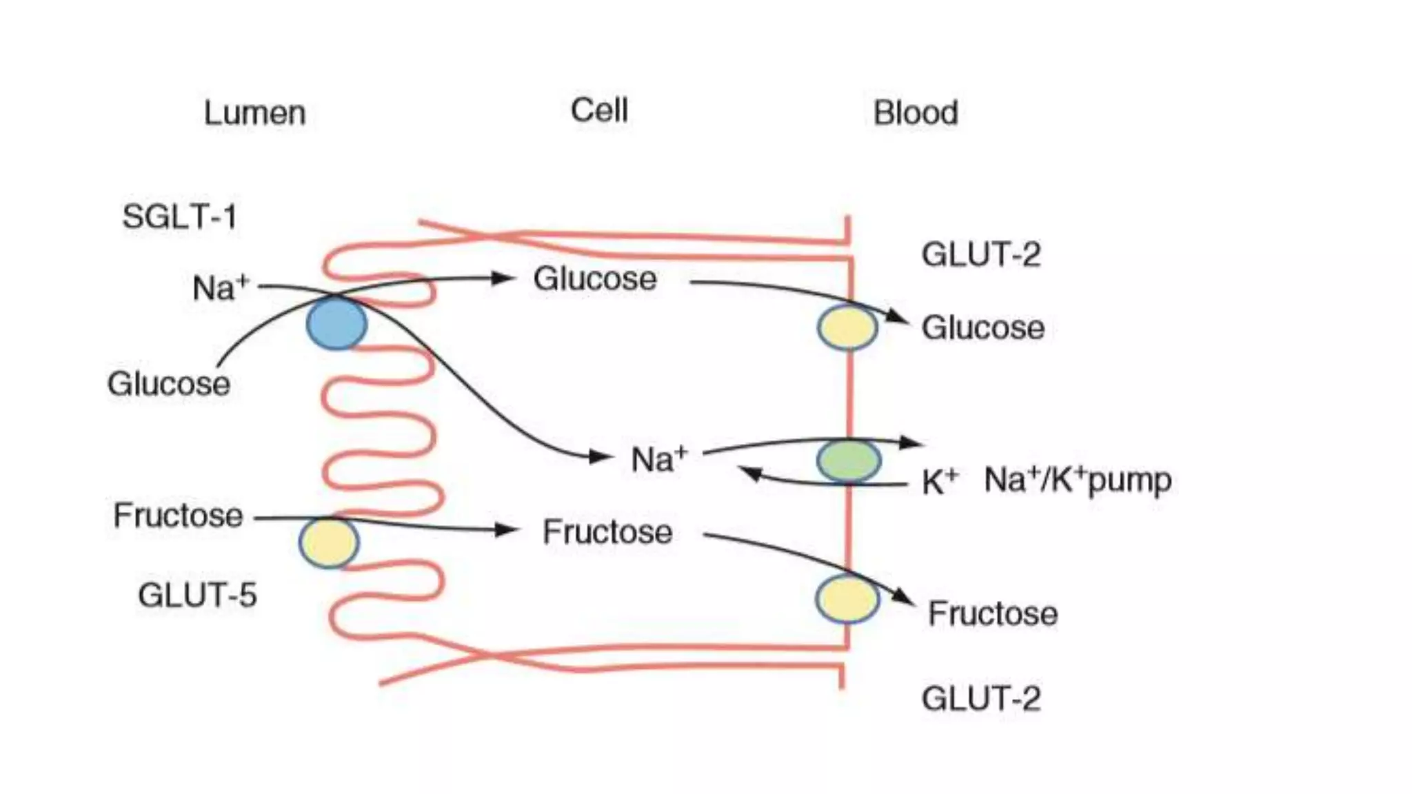 Small intestine/Intestinal obstruction/crohns disease/ileostomy/viscous ...