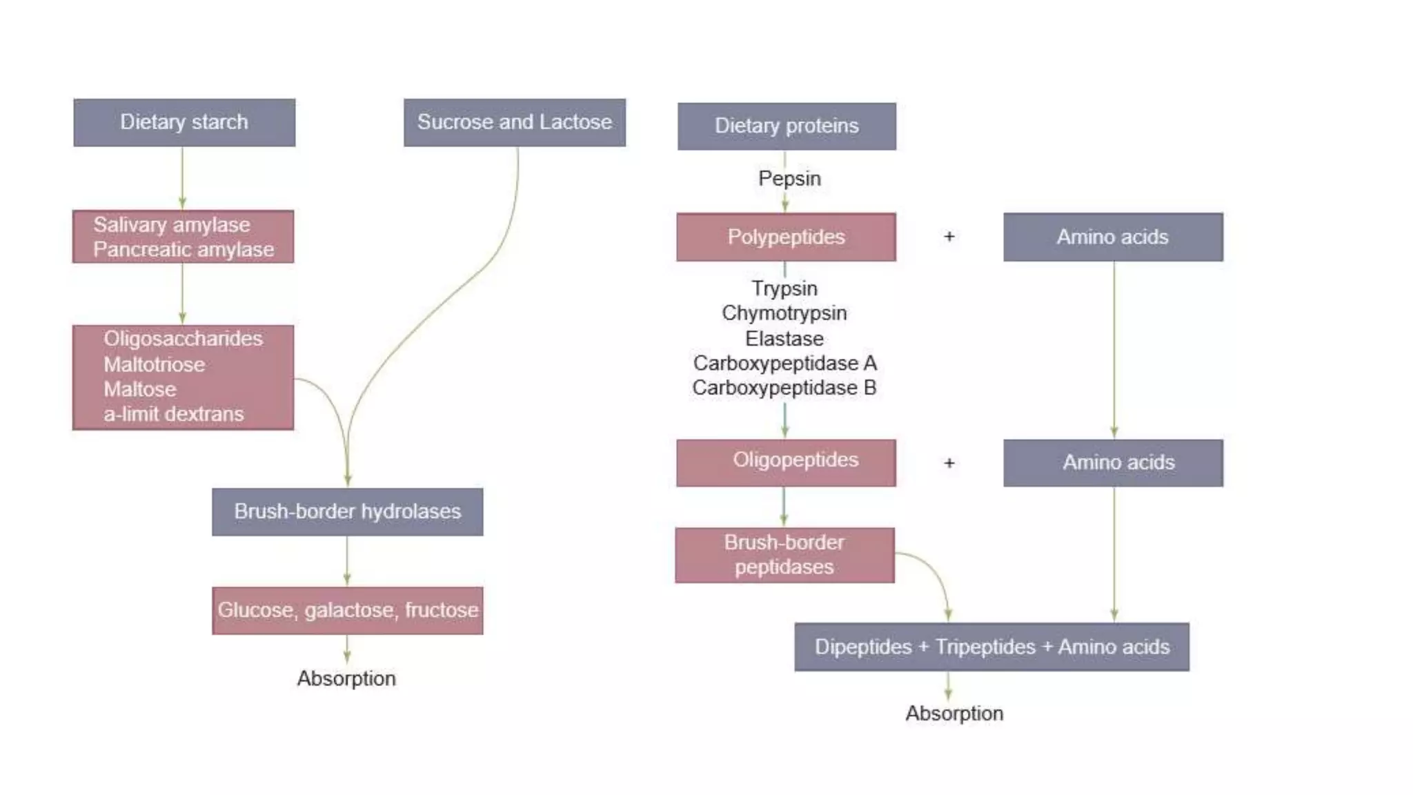 Small intestine/Intestinal obstruction/crohns disease/ileostomy/viscous ...