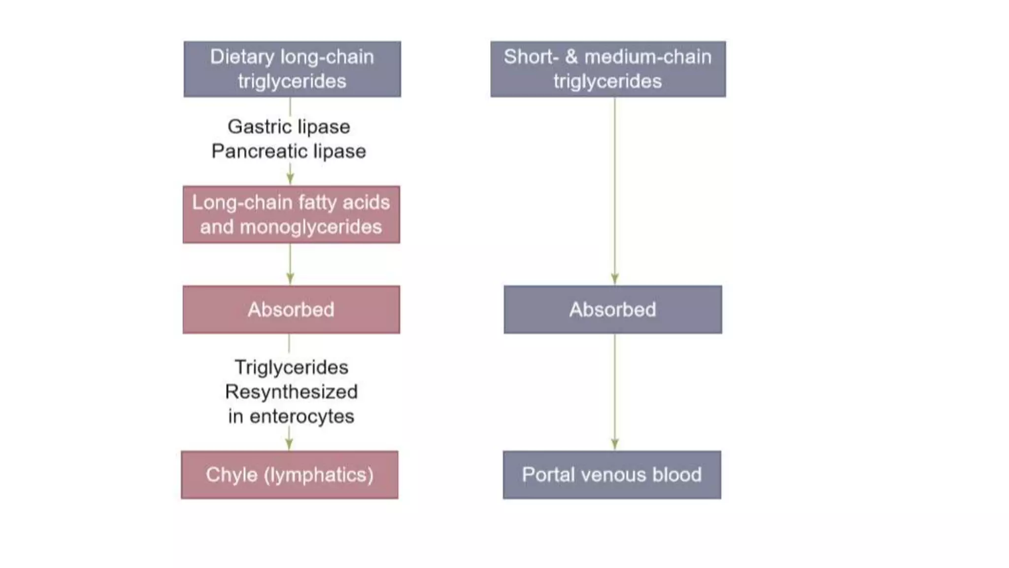 Small intestine/Intestinal obstruction/crohns disease/ileostomy/viscous ...