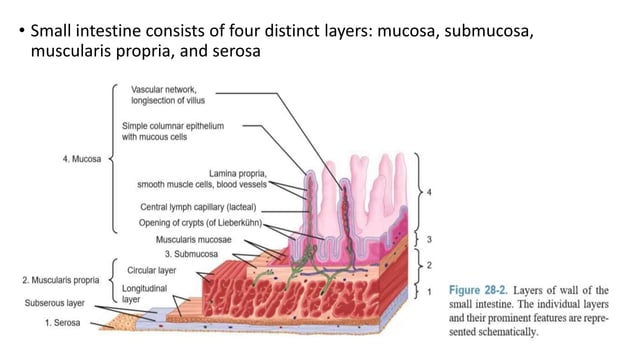 Small intestine/Intestinal obstruction/crohns disease/ileostomy/viscous ...