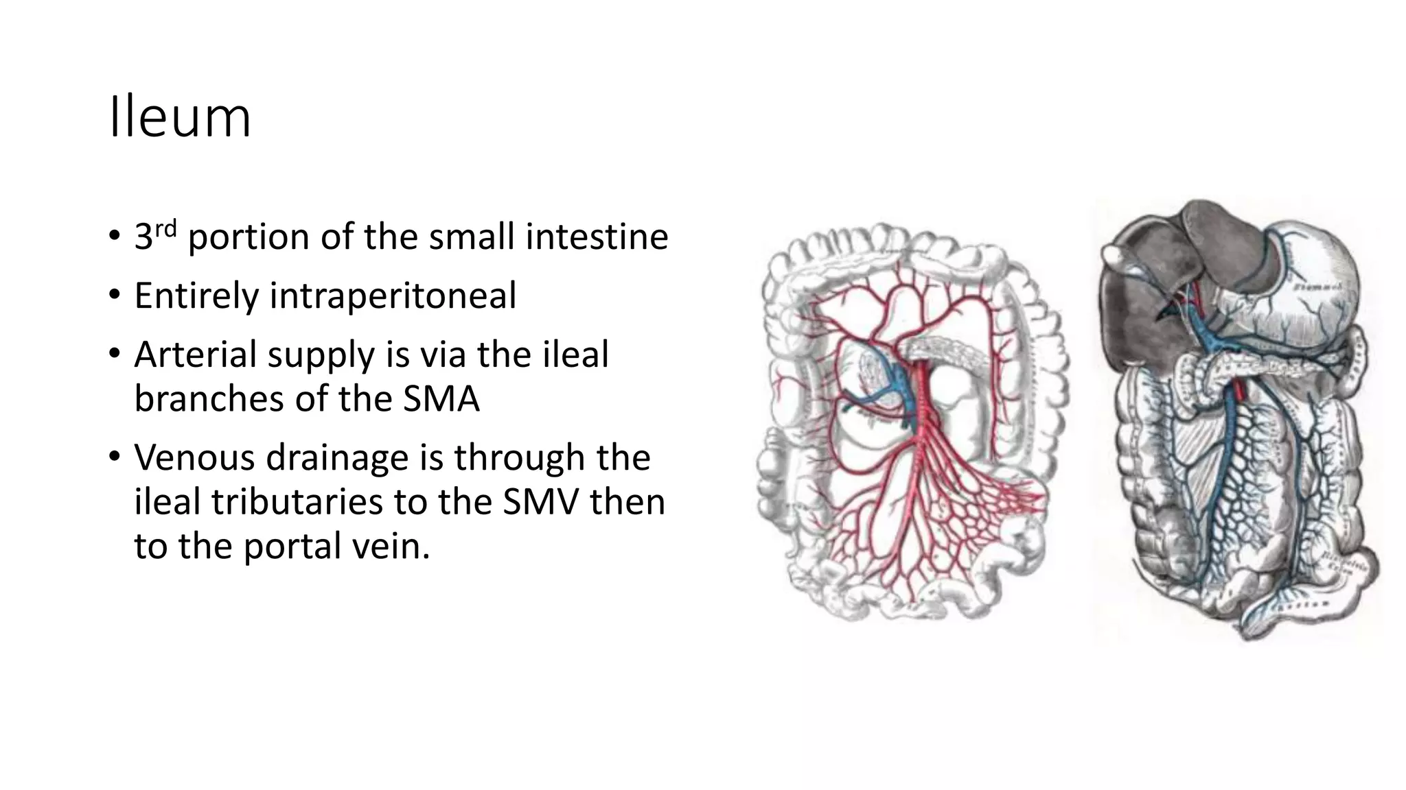 Small intestine | PPTX