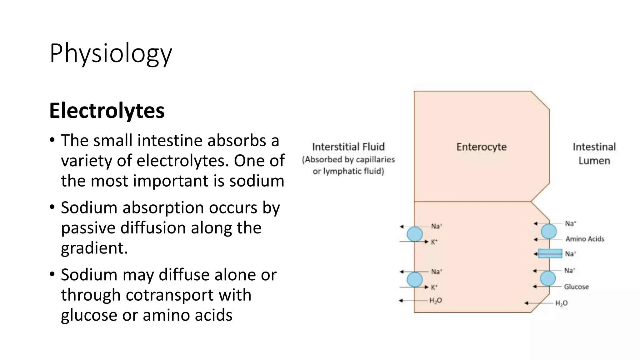Small intestine | PPTX