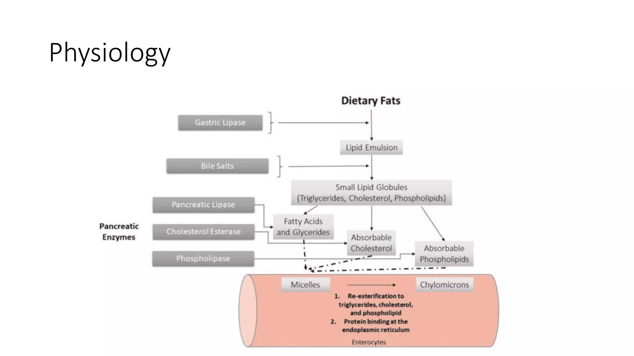 Small intestine | PPTX