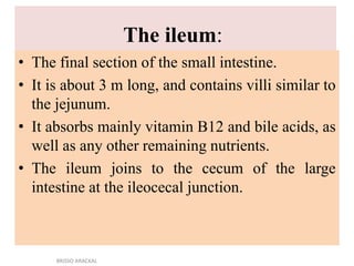 Small intestine .pdf