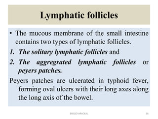 Small intestine .pdf