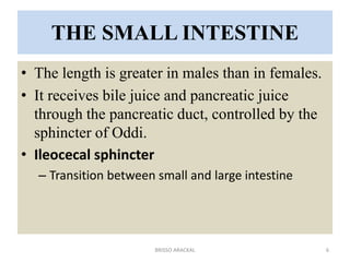 Small intestine .pdf