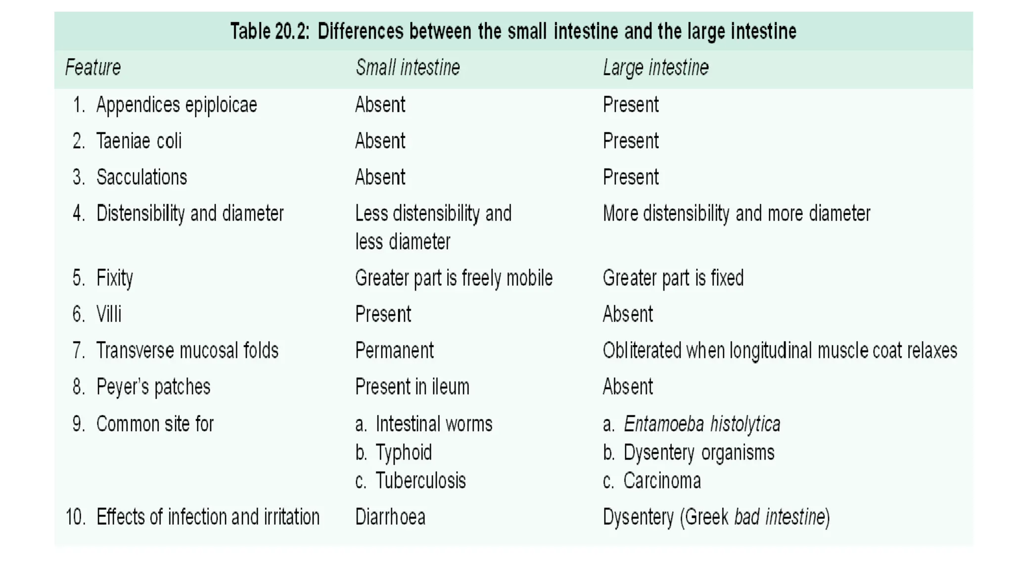 Small Intestine.pptx