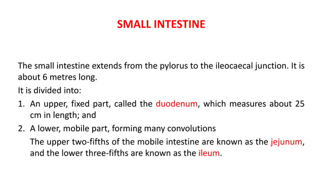 Small Intestine.pptx