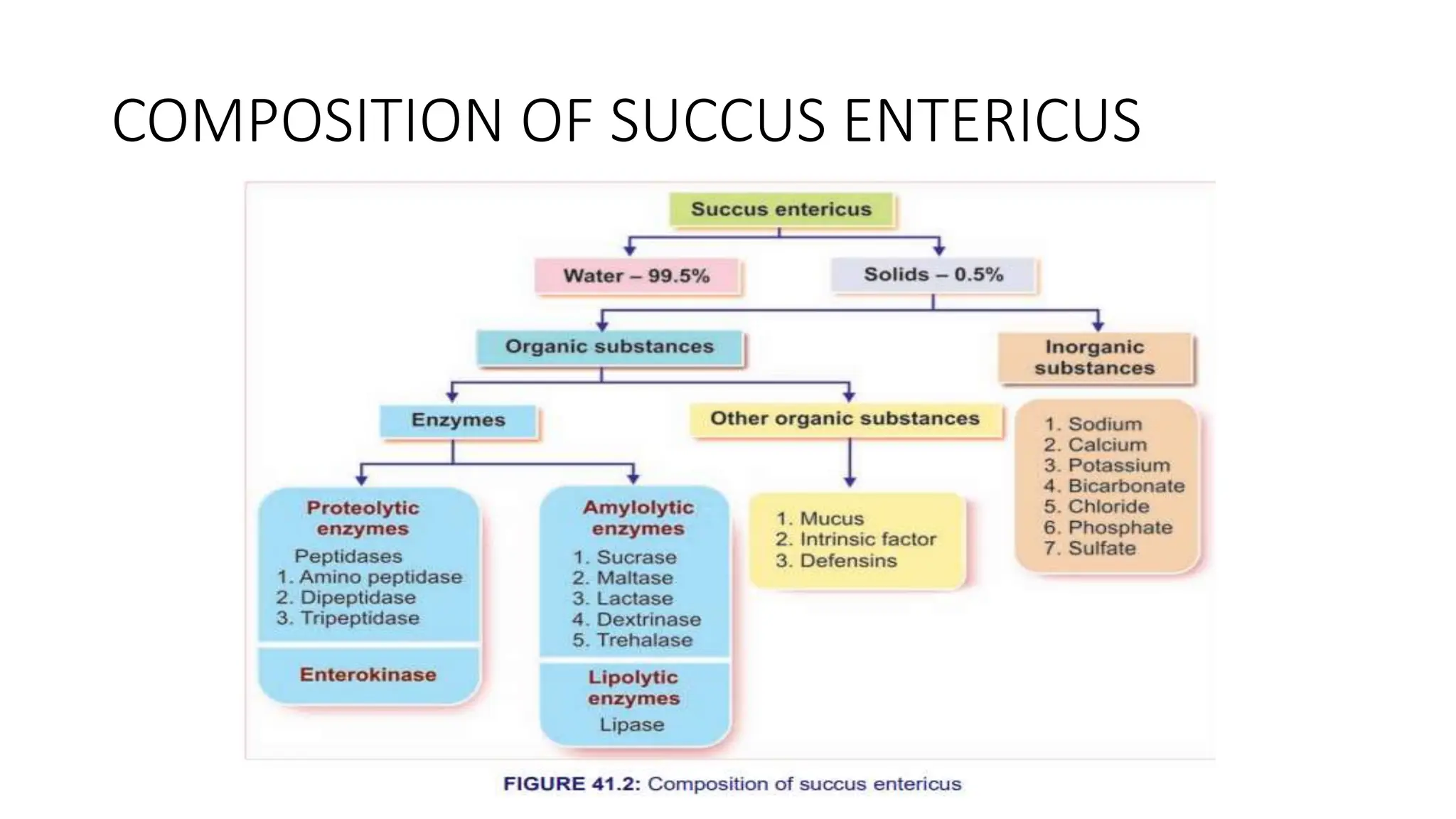 Small Intestine.pptx