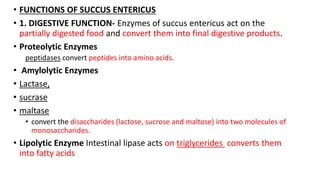 Small Intestine.pptx