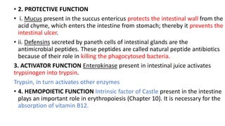 Small Intestine.pptx