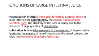 Small Intestine.pptx