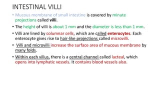 Small Intestine.pptx
