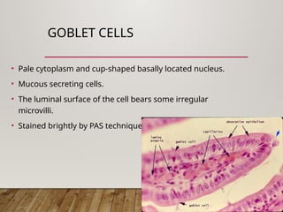 HISTOLOGY OF SMALL INTESTINE .pptx