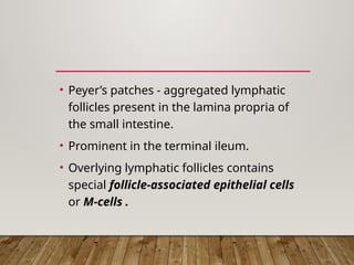 HISTOLOGY OF SMALL INTESTINE .pptx