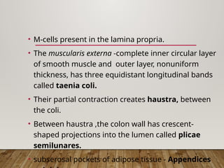HISTOLOGY OF SMALL INTESTINE .pptx