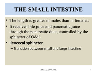 Small intestine.pptxxxxxxxxxxxxxxxxxxxxx | PPTX